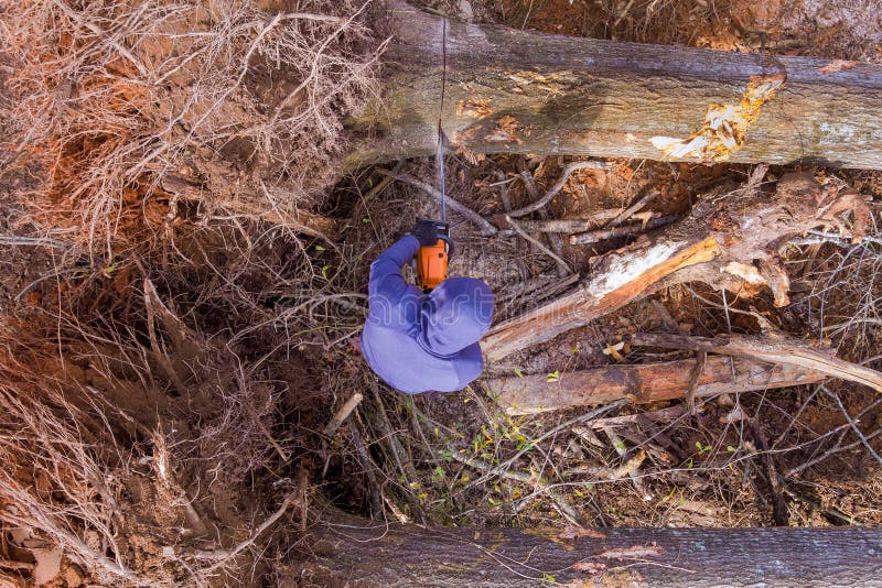 Professional Man Cutting Down a Tree Trunk with a Chainsaw after a ...