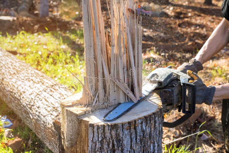 Professional Man Cutting Down a Tree Trunk with a Chainsaw after a ...
