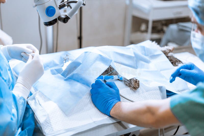 A Professional Ophthalmologist Performs Eye Surgery with a Microscope ...