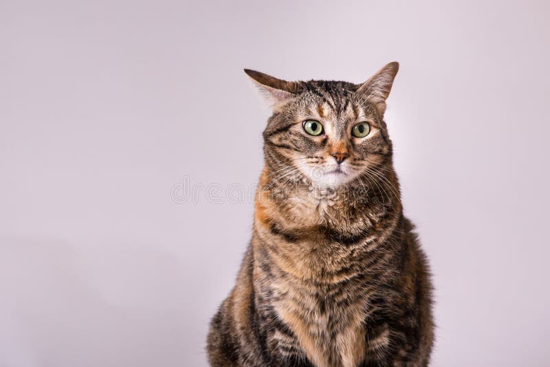 Turtle Shell Domestic Kitty Cat Wide Eyed Ears Pulled Back Sitting Up ...