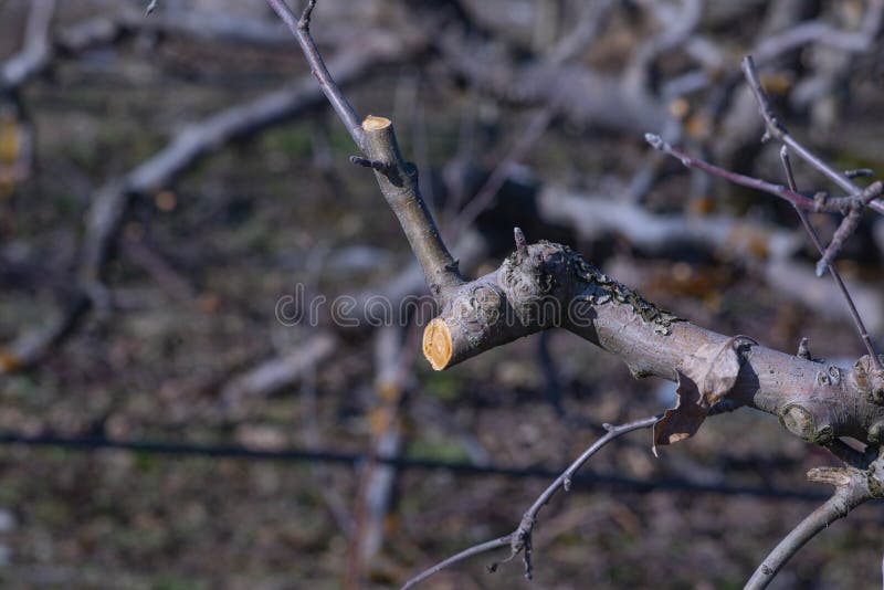 Professional Pruned Apple Tree in an Orchard on a Sunny February Day ...