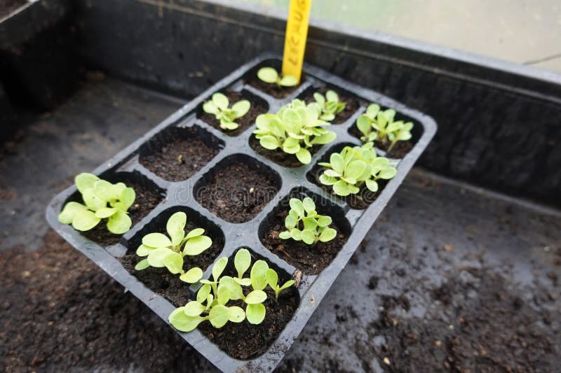 Professional Seedbed for Young Lettuce Seedlings. Hot Bed Seedbed Stock ...