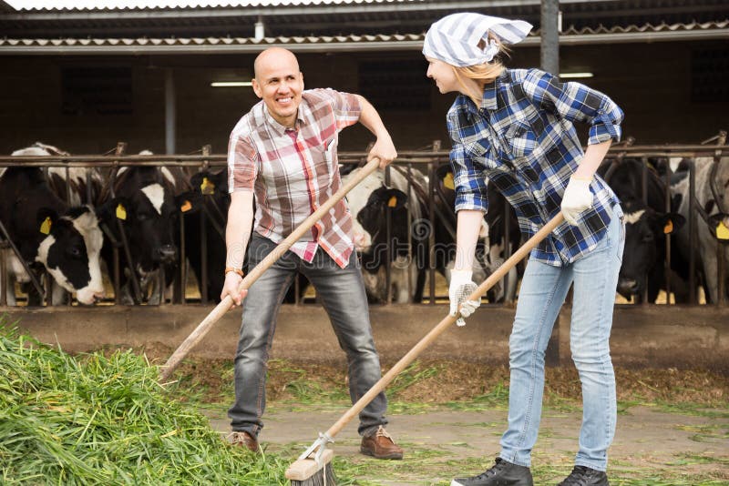 Professional Staff Taking Care of Cows in Lin Cows Barn Stock Image ...