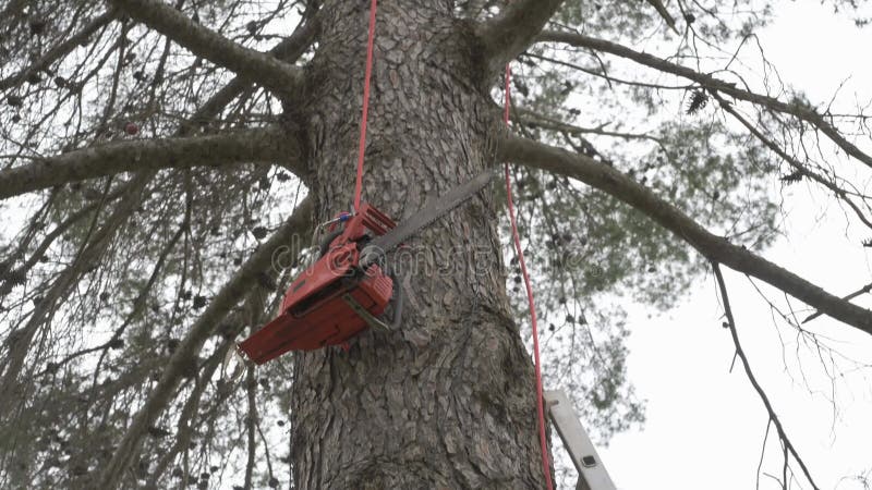 Technician Hoists a Chainsaw with a Rope To a Tree Stock Video - Video ...