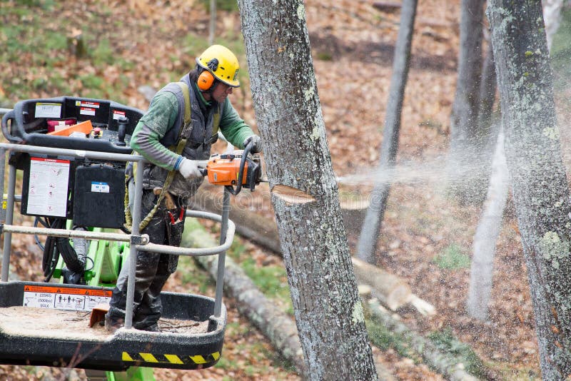 Professional Lumberjack Cuts Trunks Editorial Image - Image of helmet ...