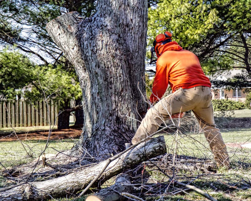 Professional Arborist Working in Crown of Large Tree Stock Photo ...