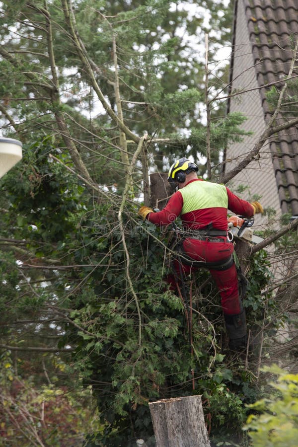 Professional Tree Surgeon Using Chainsaw for Tree Removal Editorial ...