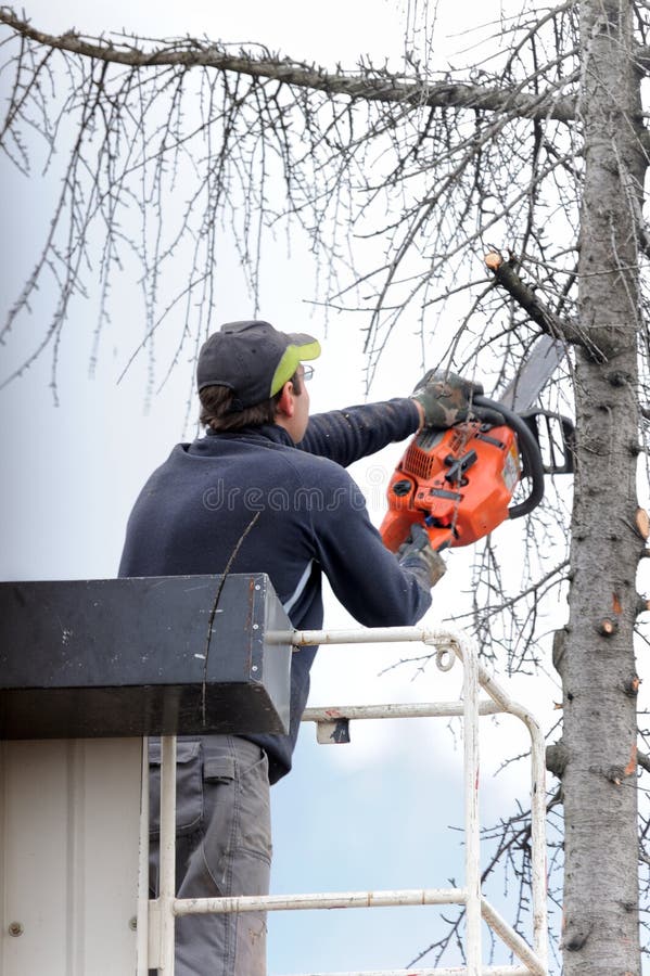 Professional tree trimming editorial stock image. Image of woodcutter ...