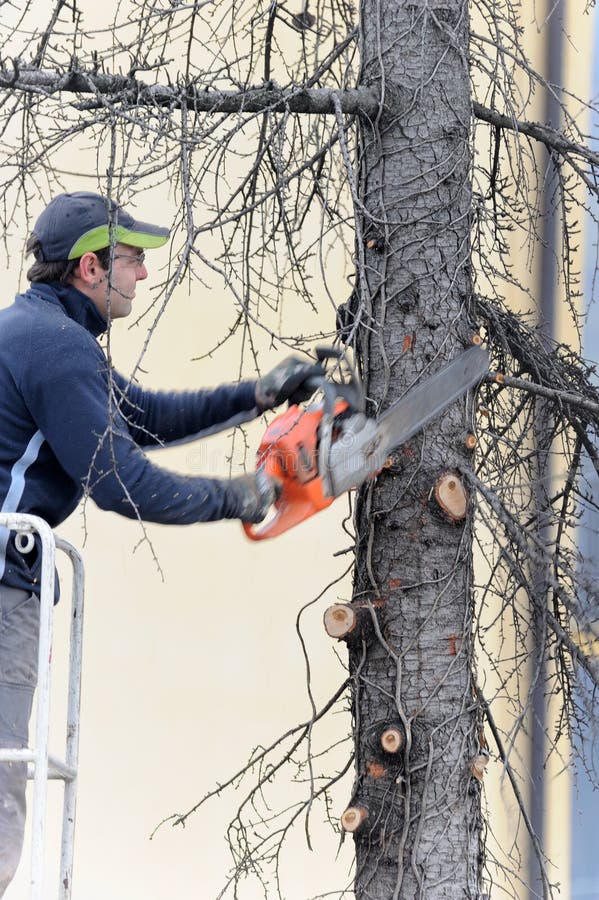 Professional tree trimming editorial image. Image of trimming - 67558375
