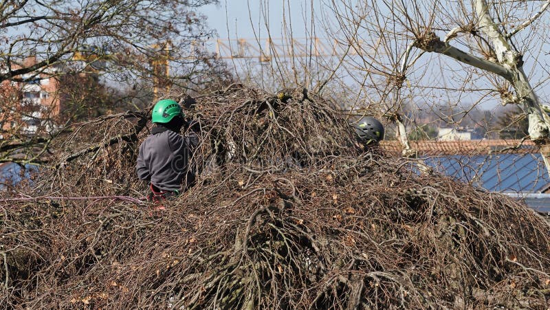 Professional Tree Work by Arborists among Dense Branches in Urban ...