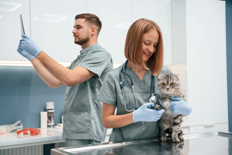 Professionals at Work. Scottish Fold Cat in Veterinary Clinic with Two ...