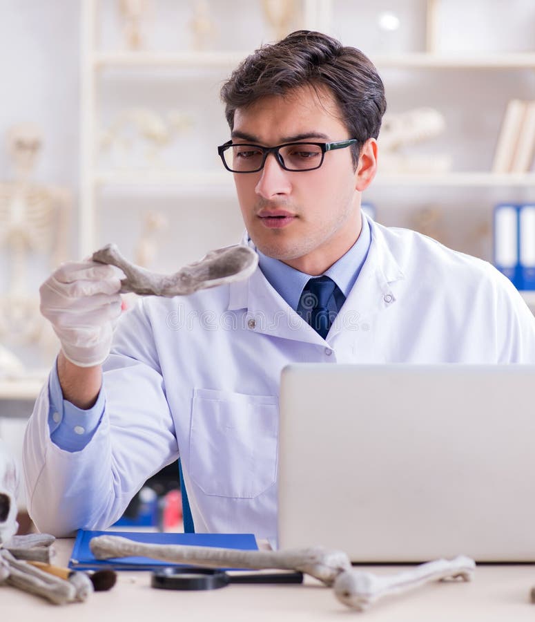Professor, Der Menschliches Skelett Im Labor Studiert Stockbild - Bild ...