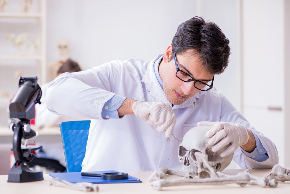 The Professor Studying Human Skeleton in Lab Stock Image - Image of ...