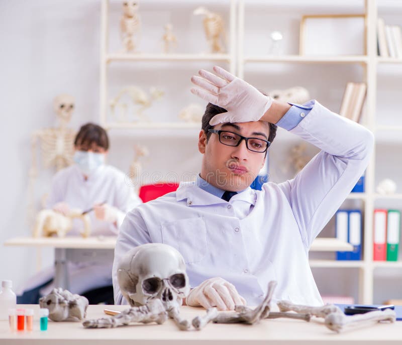 Professor Studying Human Skeleton in Lab Stock Photo - Image of ...