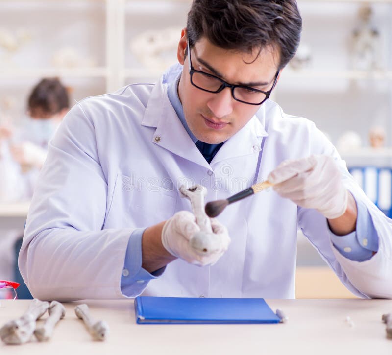 Professor Studying Human Skeleton in Lab Stock Photo - Image of history ...