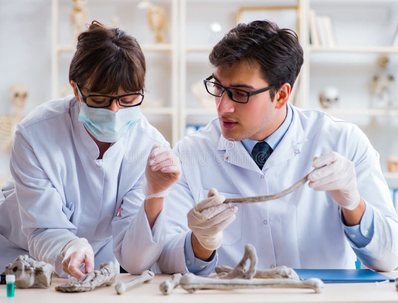 Professor Studying Human Skeleton in Lab Stock Photo - Image of ...