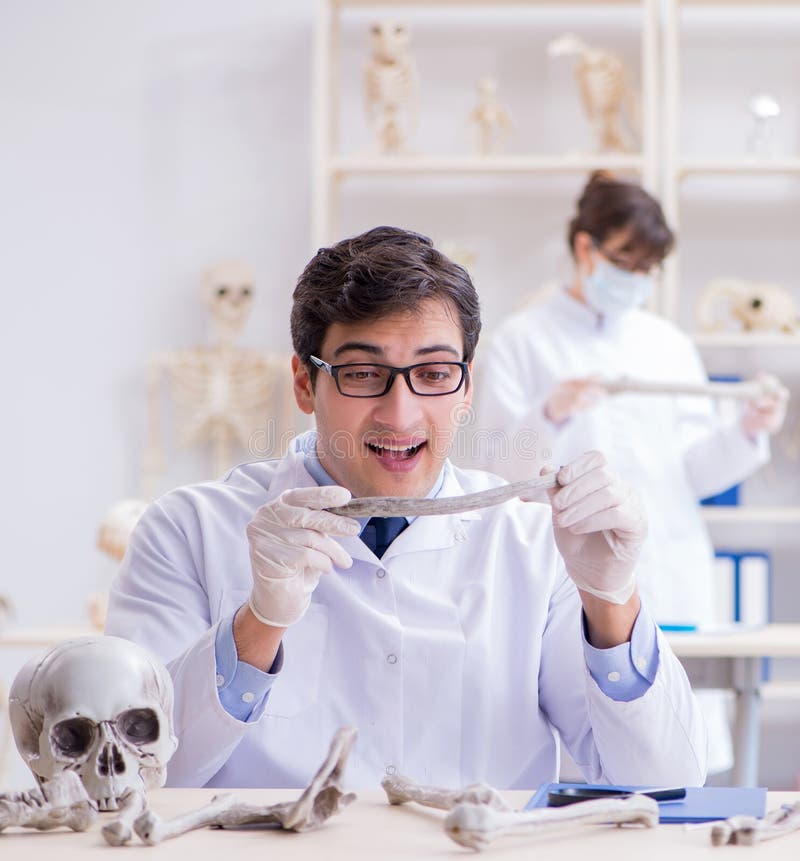 Professor Studying Human Skeleton in Lab Stock Image - Image of ...