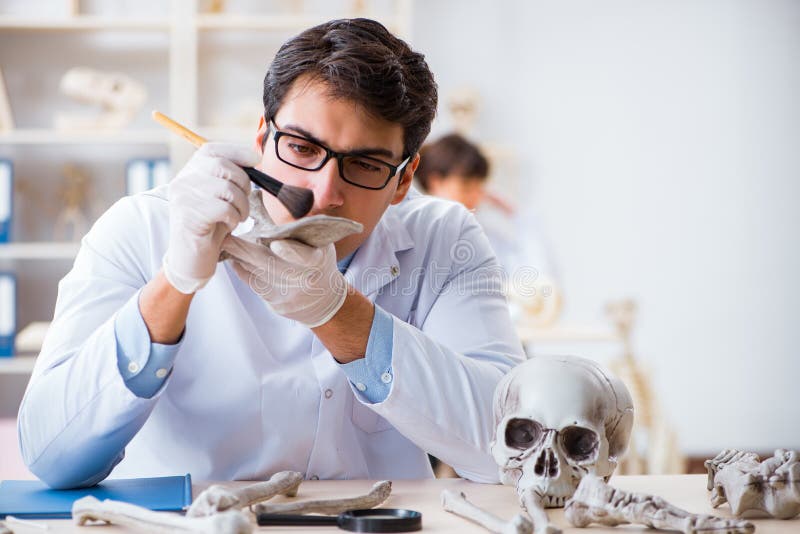 The Professor Studying Human Skeleton in Lab Stock Image - Image of ...