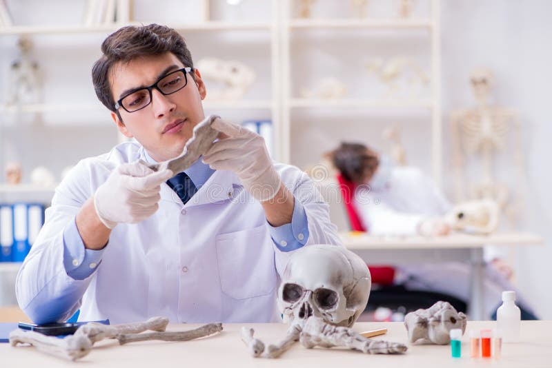 The Professor Studying Human Skeleton in Lab Stock Photo - Image of ...