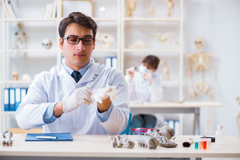The Professor Studying Human Skeleton in Lab Stock Photo - Image of ...