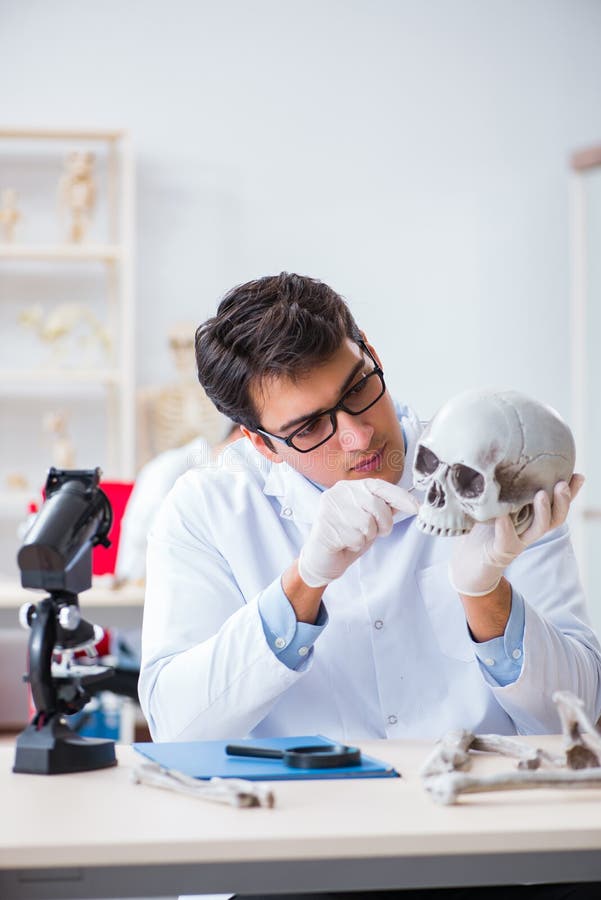The Professor Studying Human Skeleton in Lab Stock Image - Image of ...