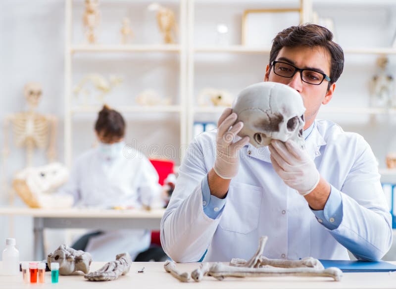 Professor Studying Human Skeleton in Lab Stock Photo - Image of ...