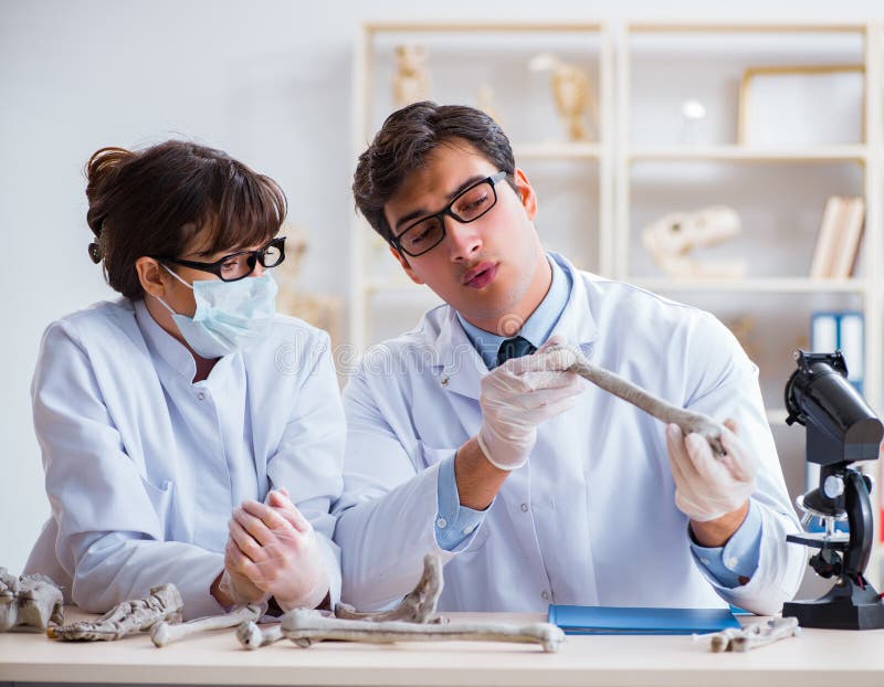 Professor Studying Human Skeleton in Lab Stock Photo - Image of ...