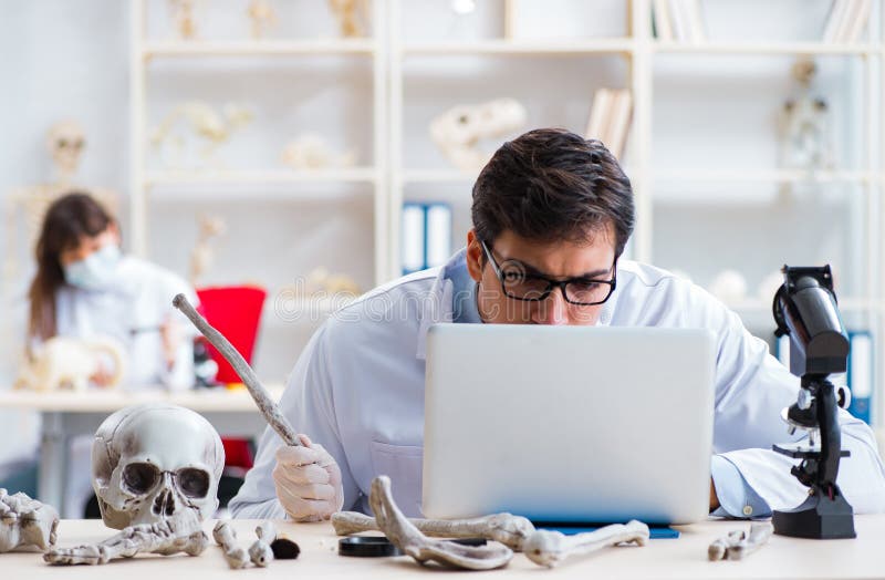 Professor Studying Human Skeleton in Lab Stock Photo - Image of ...