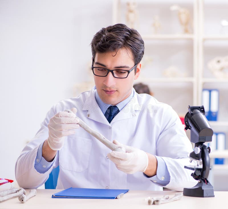 Professor Studying Human Skeleton in Lab Stock Image - Image of ...