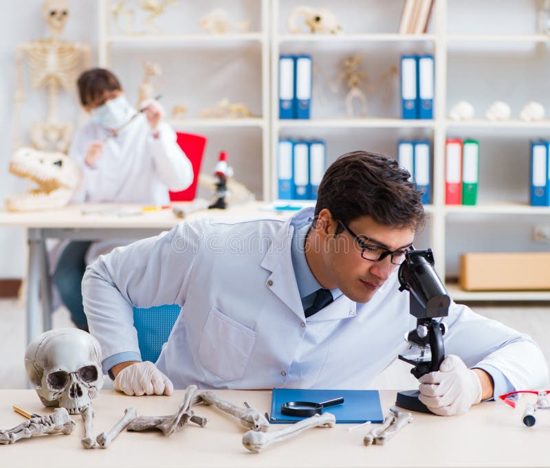 Professor Studying Human Skeleton in Lab Stock Photo - Image of ...