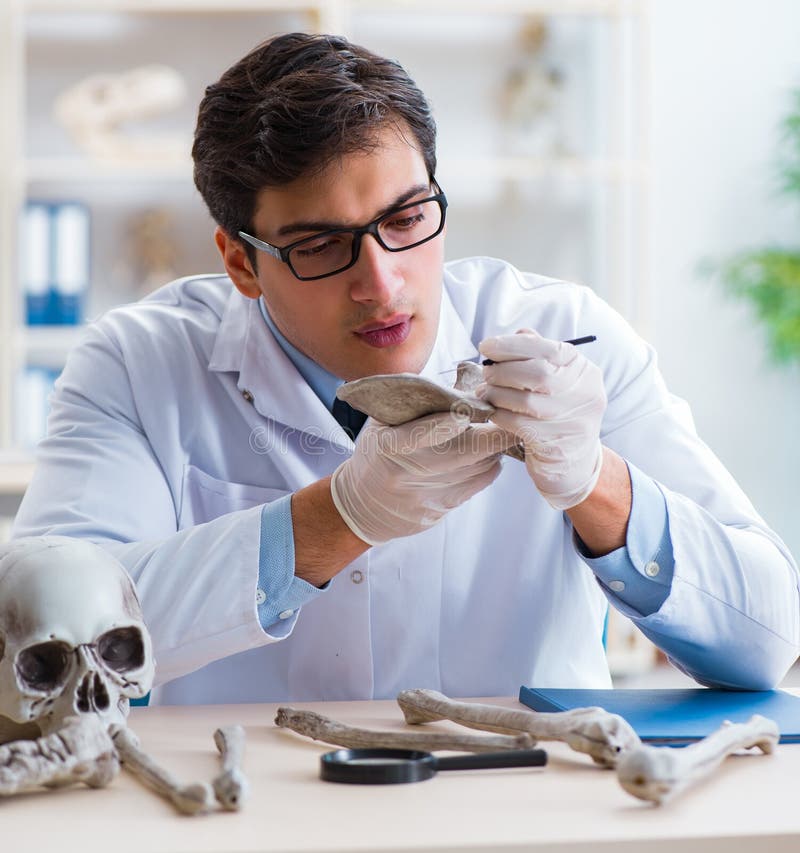 Professor Studying Human Skeleton in Lab Stock Photo - Image of anatomy ...