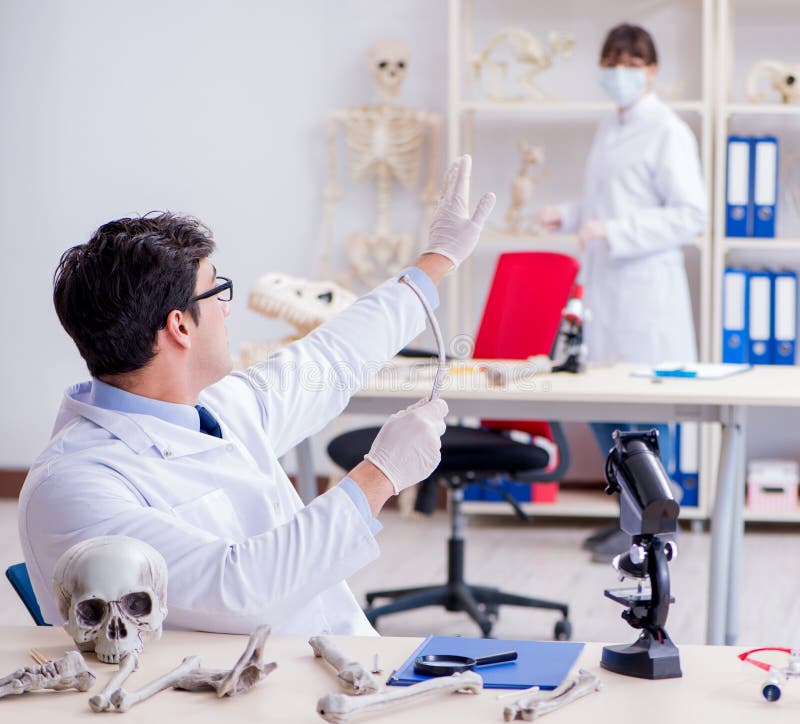 Professor Studying Human Skeleton in Lab Stock Image - Image of ...
