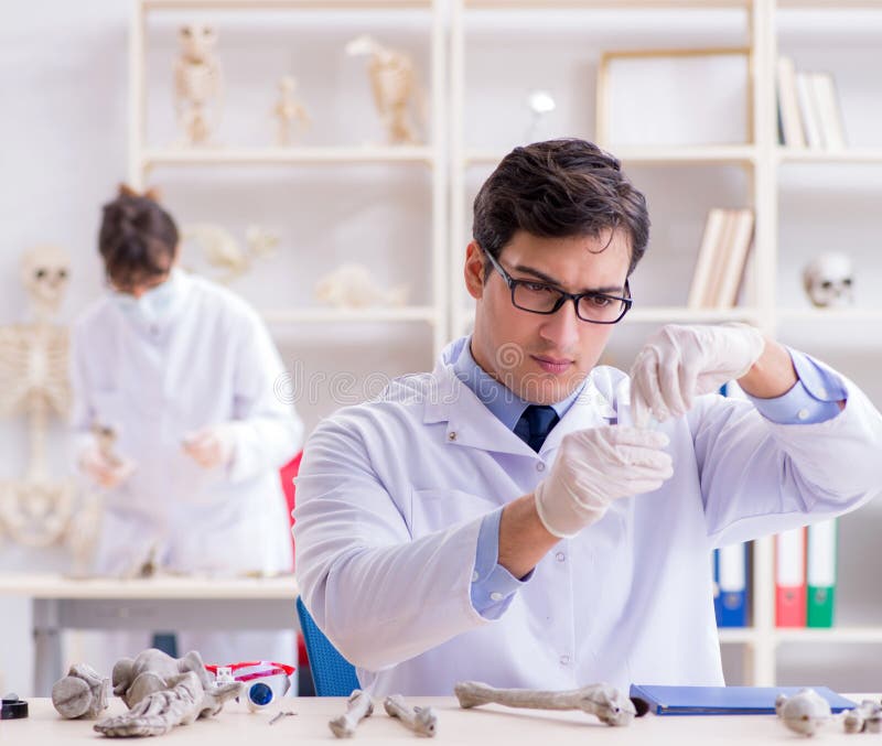 Professor Studying Human Skeleton in Lab Stock Photo - Image of ...