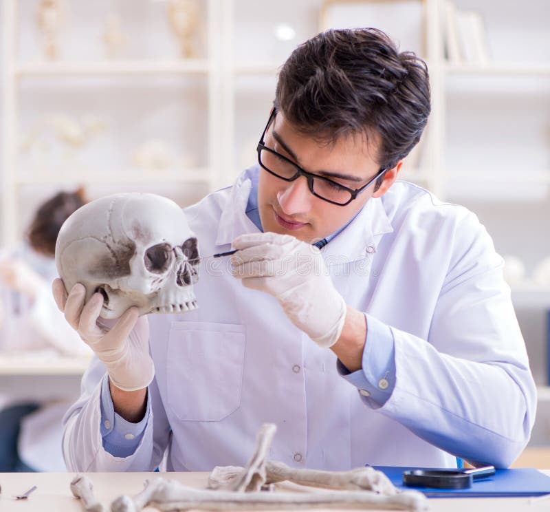 Professor Studying Human Skeleton in Lab Stock Image - Image of anatomy ...