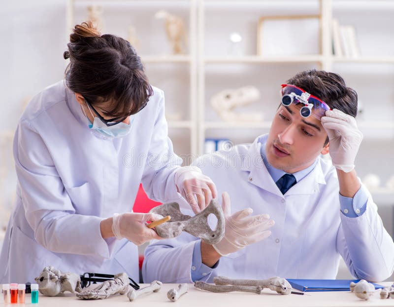 Professor Studying Human Skeleton in Lab Stock Image - Image of ...