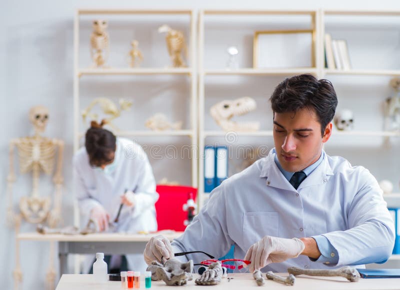 Professor Studying Human Skeleton in Lab Stock Image - Image of ...
