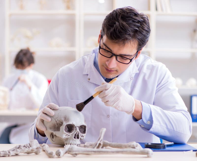 Professor Studying Human Skeleton in Lab Stock Image - Image of medical ...