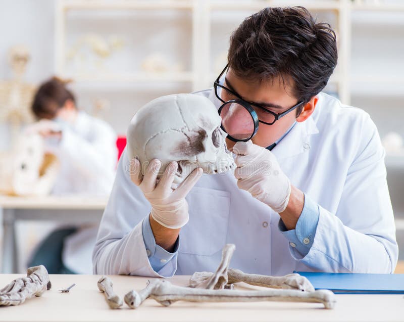Professor Studying Human Skeleton in Lab Stock Image - Image of ...
