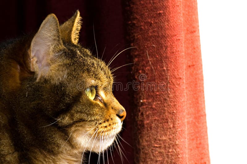 Profiel Van Een Bruine Tabby Kat Stock Foto - Image of binnenlands ...