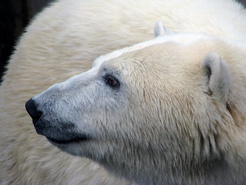 Profiel van de ijsbeer stock foto. Image of noord, jager - 17050476