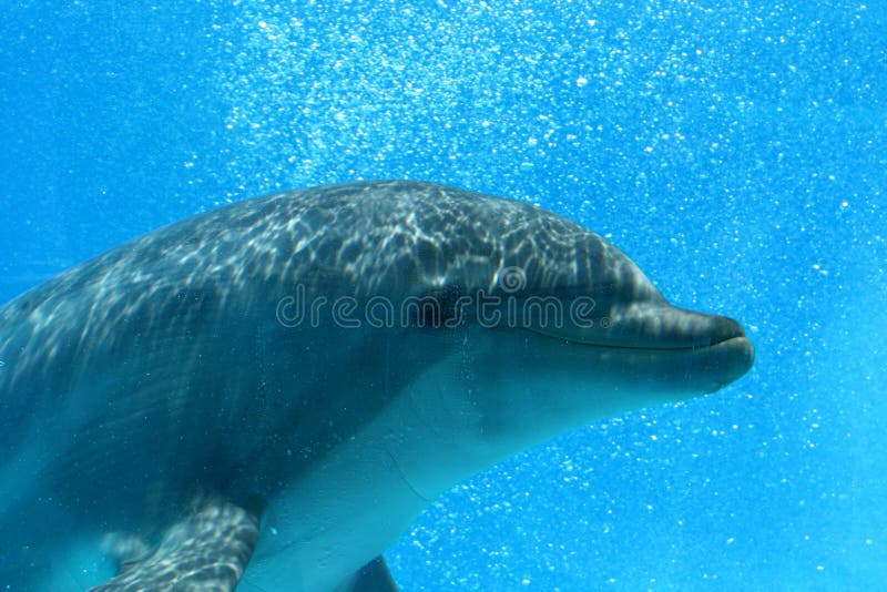 Van De Orka (orka) Onderwater Zwemmen Stock Foto - Image of sociaal ...