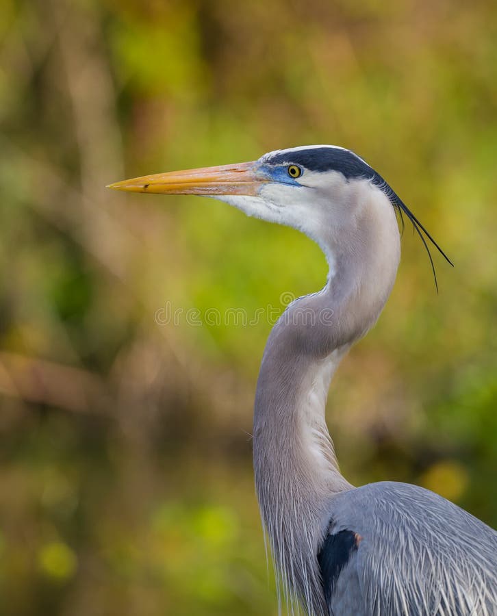 De Vrouwelijke Grote Blauwe Reiger Behandelt Jonge Nakomelingen Stock ...