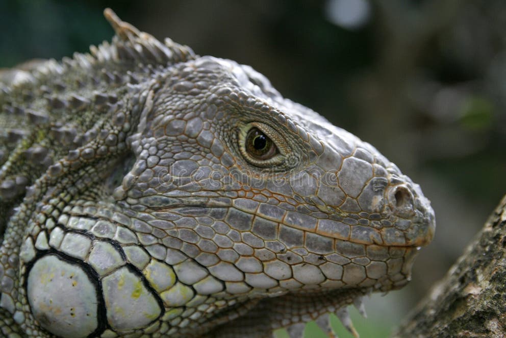 Profil d'iguane image stock. Image du animal, oeil, profil - 10500643