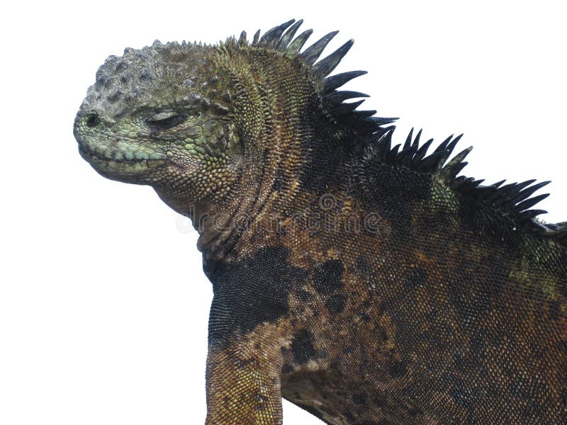 Profil d'Iguane Marin image stock. Image du genre, croix - 16042397
