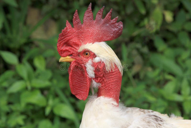 Coq De La Race Nue De Cou Dans La Perspective De La Campagne Photo ...
