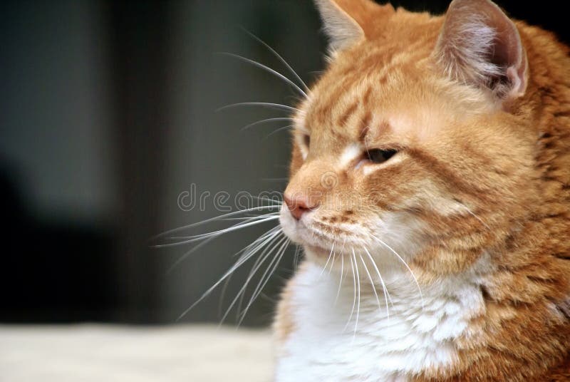 11,595 Profil De Chat Photos libres de droits et gratuites de Dreamstime