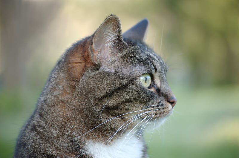 Profil de chat image stock. Image du gris, vert, chat - 13763235