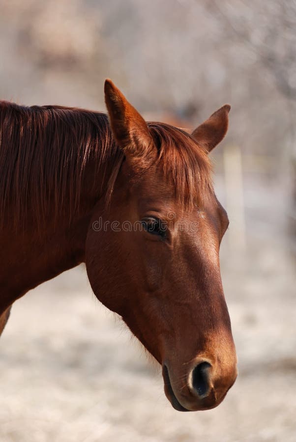 Profil de cheval brun image stock. Image du crinière, oreilles - 4588215