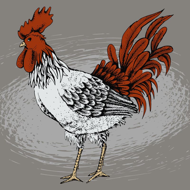 Profil de croquis de coq illustration de vecteur. Illustration du ...