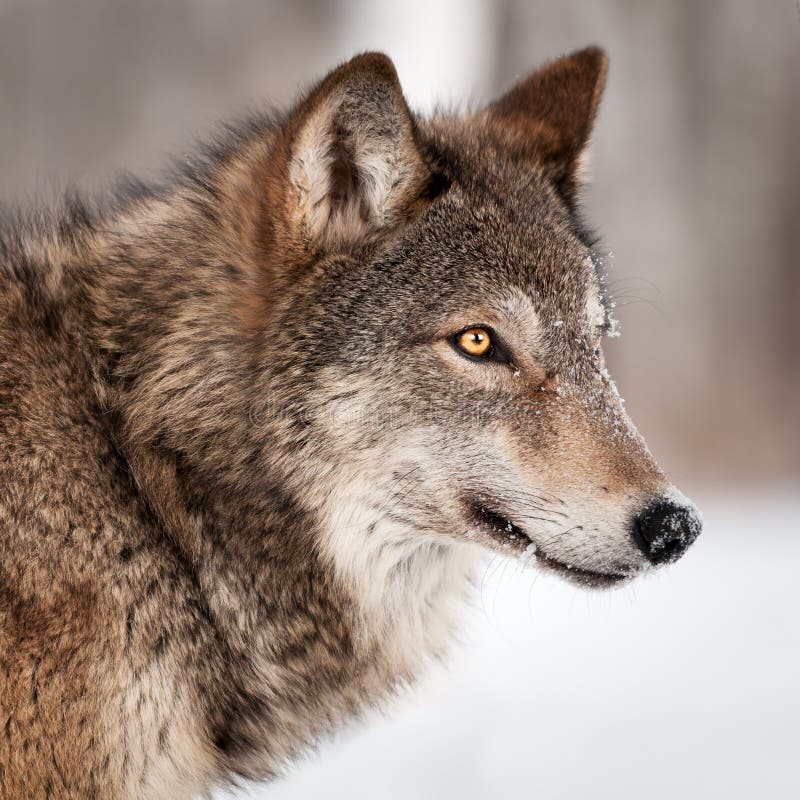 Profil de loup image stock. Image du faune, nature, loup - 19590825